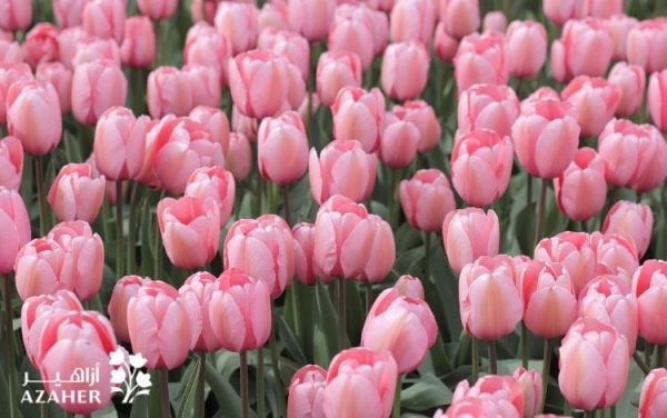 Tulip Colour Meanings: 7 Shades with Different Meanings